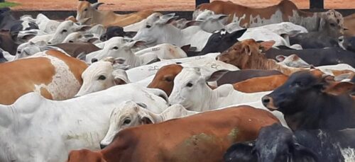 Cresce O Abate De Bovinos E Suínos No Acre No 2º Trimestre De 2023